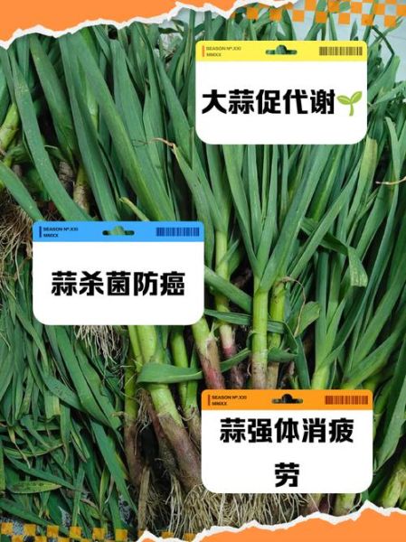 大蒜的副作用有哪些_大蒜禁忌人群-第2张图片-山城妙识