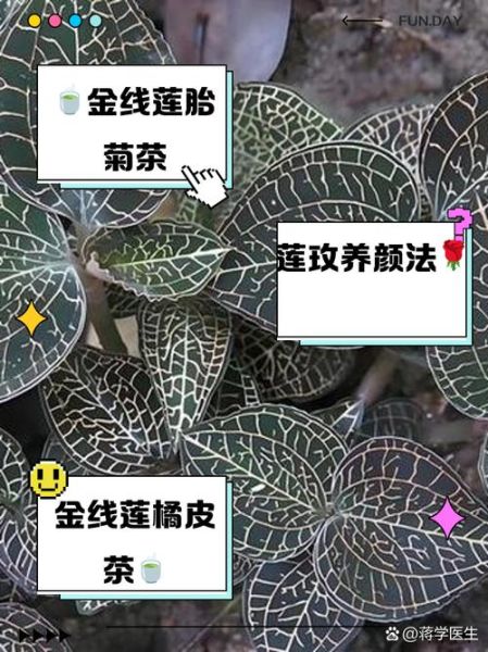 金线莲泡水喝的功效_金线莲泡水一天喝几次-第2张图片-山城妙识