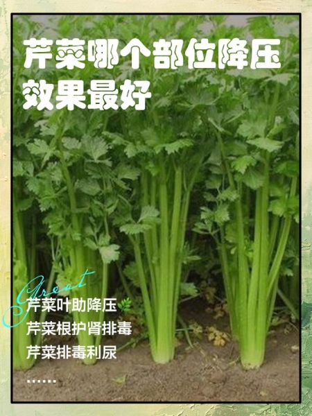 芹菜降血压正确吃法_芹菜怎么吃降血压效果最好-第1张图片-山城妙识 芹菜降血压正确吃法_芹菜怎么吃降血压效果最好-第1张图片-山城妙识