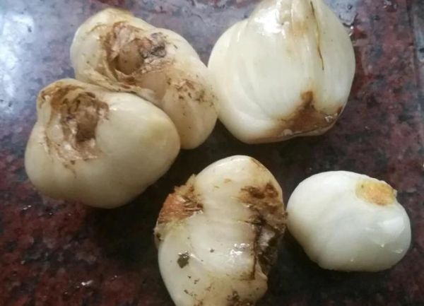 清蒸百合怎么做不苦_清蒸百合的功效与禁忌-第1张图片-山城妙识 清蒸百合怎么做不苦_清蒸百合的功效与禁忌-第1张图片-山城妙识