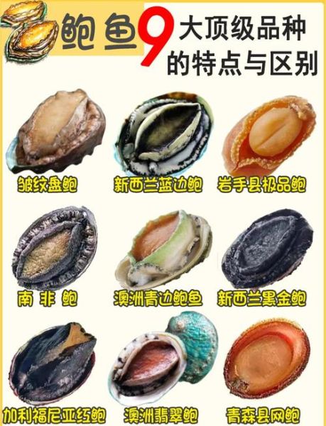 鲍鱼8到10头为什么最贵_8头10头鲍鱼价格差异原因-第1张图片-山城妙识 鲍鱼8到10头为什么最贵_8头10头鲍鱼价格差异原因-第1张图片-山城妙识