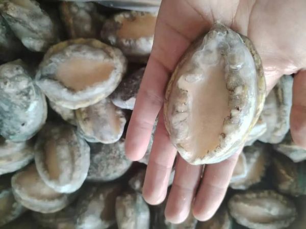 鲍鱼8到10头为什么最贵_8头10头鲍鱼价格差异原因-第3张图片-山城妙识 鲍鱼8到10头为什么最贵_8头10头鲍鱼价格差异原因-第3张图片-山城妙识