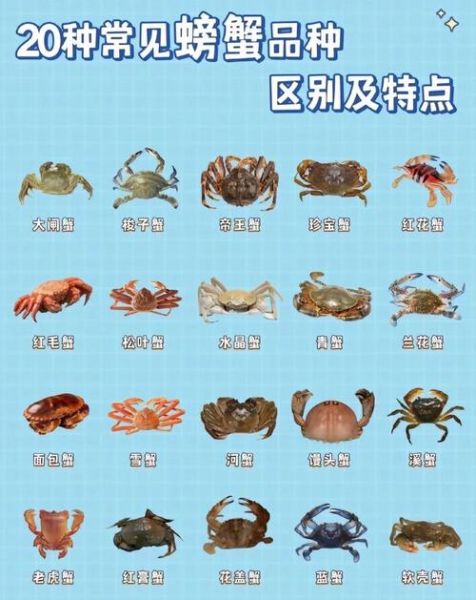 螃蟹有几条腿_螃蟹几条腿儿-第1张图片-山城妙识 螃蟹有几条腿_螃蟹几条腿儿-第1张图片-山城妙识