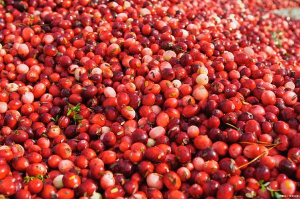 酸枣仁多少钱一斤_酸枣仁价格为何波动大-第2张图片-山城妙识 酸枣仁多少钱一斤_酸枣仁价格为何波动大-第2张图片-山城妙识