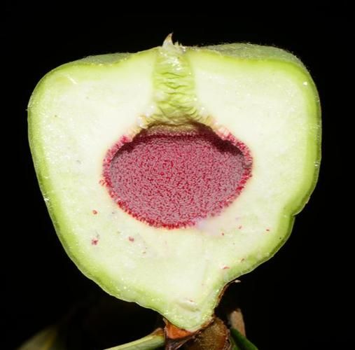 爱玉子是什么植物_爱玉子怎么吃-第1张图片-山城妙识 爱玉子是什么植物_爱玉子怎么吃-第1张图片-山城妙识