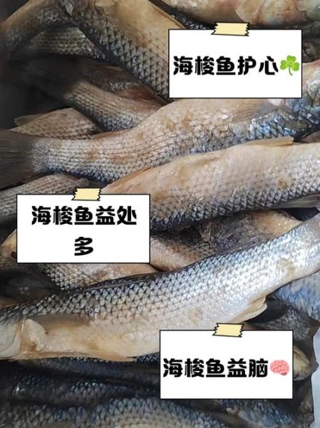 海梭鱼长什么样_海梭鱼有毒吗-第2张图片-山城妙识 海梭鱼长什么样_海梭鱼有毒吗-第2张图片-山城妙识