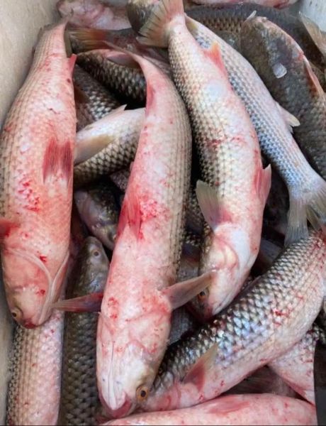 海梭鱼长什么样_海梭鱼有毒吗-第1张图片-山城妙识 海梭鱼长什么样_海梭鱼有毒吗-第1张图片-山城妙识