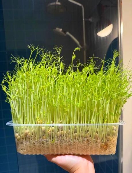 土培豌豆苗怎么种_豌豆苗几天能发芽-第1张图片-山城妙识 土培豌豆苗怎么种_豌豆苗几天能发芽-第1张图片-山城妙识