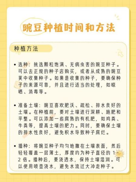 土培豌豆苗怎么种_豌豆苗几天能发芽-第2张图片-山城妙识 土培豌豆苗怎么种_豌豆苗几天能发芽-第2张图片-山城妙识