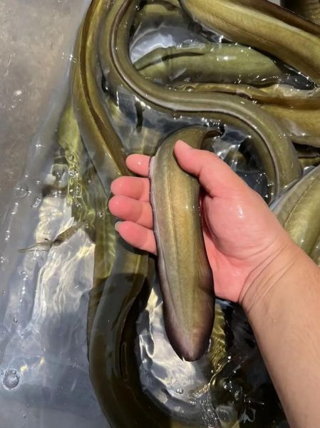 野生江鳗鱼图片_如何分辨真假-第3张图片-山城妙识 野生江鳗鱼图片_如何分辨真假-第3张图片-山城妙识