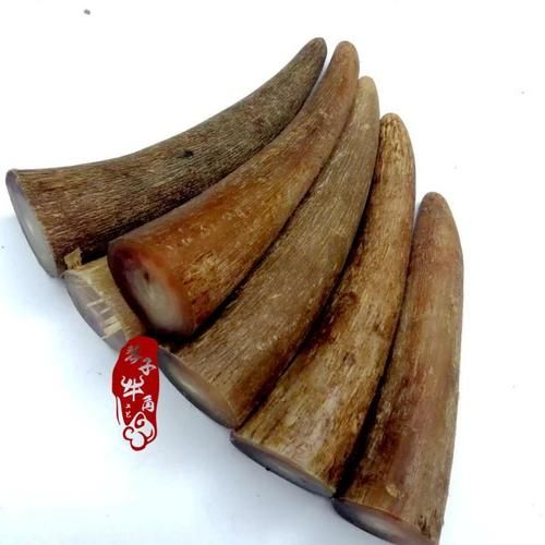 牦牛角的功效与作用_牦牛角真假怎么辨别-第2张图片-山城妙识 牦牛角的功效与作用_牦牛角真假怎么辨别-第2张图片-山城妙识