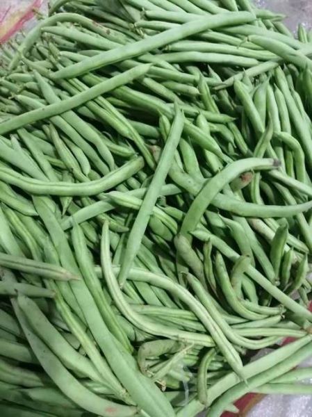 芸豆图片_芸豆和四季豆的区别-第1张图片-山城妙识 芸豆图片_芸豆和四季豆的区别-第1张图片-山城妙识