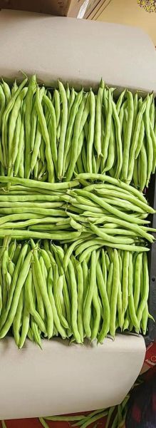 芸豆图片_芸豆和四季豆的区别-第2张图片-山城妙识 芸豆图片_芸豆和四季豆的区别-第2张图片-山城妙识