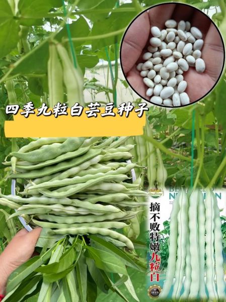 芸豆图片_芸豆和四季豆的区别-第3张图片-山城妙识 芸豆图片_芸豆和四季豆的区别-第3张图片-山城妙识