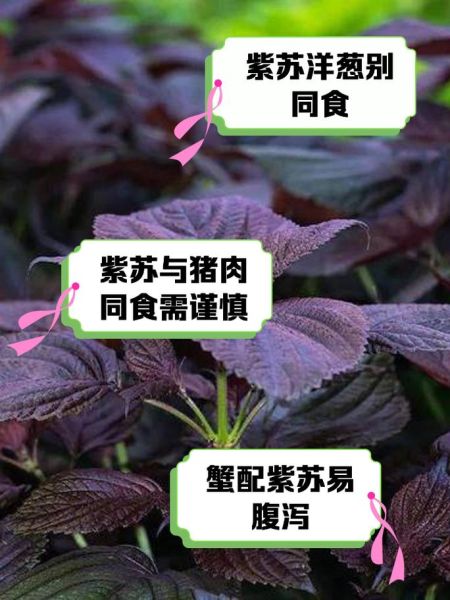 紫苏不能和什么一起吃_紫苏的禁忌人群有哪些-第1张图片-山城妙识 紫苏不能和什么一起吃_紫苏的禁忌人群有哪些-第1张图片-山城妙识