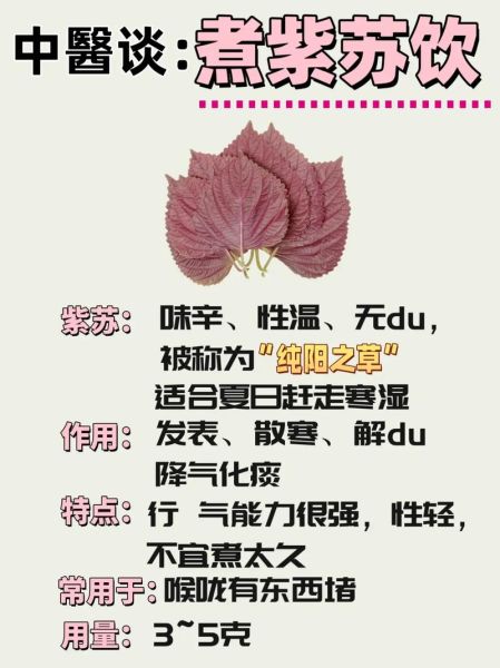 紫苏不能和什么一起吃_紫苏的禁忌人群有哪些-第3张图片-山城妙识 紫苏不能和什么一起吃_紫苏的禁忌人群有哪些-第3张图片-山城妙识