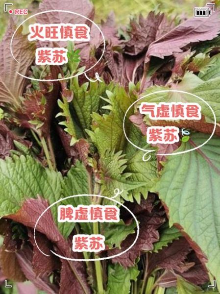 紫苏不能和什么一起吃_紫苏的禁忌人群有哪些-第2张图片-山城妙识 紫苏不能和什么一起吃_紫苏的禁忌人群有哪些-第2张图片-山城妙识