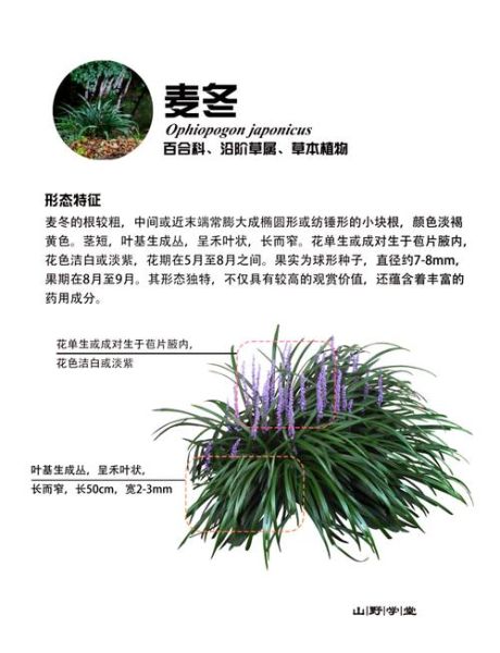 麦冬草怎么种植_麦冬草的功效与作用-第1张图片-山城妙识 麦冬草怎么种植_麦冬草的功效与作用-第1张图片-山城妙识