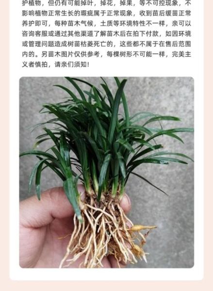 麦冬草怎么种植_麦冬草的功效与作用-第3张图片-山城妙识 麦冬草怎么种植_麦冬草的功效与作用-第3张图片-山城妙识