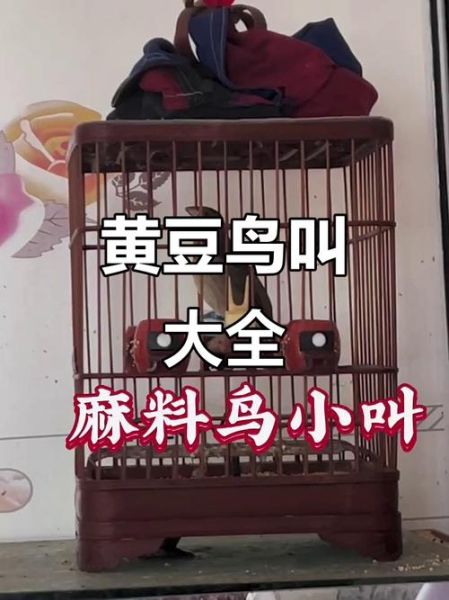 黄豆鸟叫声mp3下载_黄豆鸟叫声怎么下载-第1张图片-山城妙识 黄豆鸟叫声mp3下载_黄豆鸟叫声怎么下载-第1张图片-山城妙识