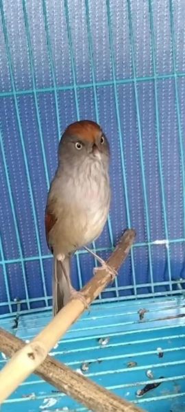 黄豆鸟叫声mp3下载_黄豆鸟叫声怎么下载-第2张图片-山城妙识 黄豆鸟叫声mp3下载_黄豆鸟叫声怎么下载-第2张图片-山城妙识