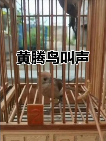 黄豆鸟叫声mp3下载_黄豆鸟叫声怎么下载-第3张图片-山城妙识 黄豆鸟叫声mp3下载_黄豆鸟叫声怎么下载-第3张图片-山城妙识