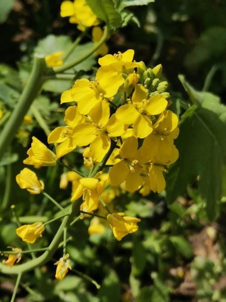 芸薹怎么读_芸薹和油菜的区别-第1张图片-山城妙识 芸薹怎么读_芸薹和油菜的区别-第1张图片-山城妙识