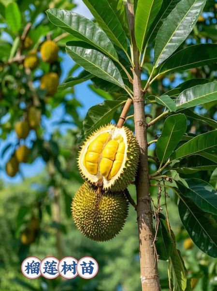 榴莲树叶子发黄怎么办_榴莲树叶脉发黑原因-第3张图片-山城妙识 榴莲树叶子发黄怎么办_榴莲树叶脉发黑原因-第3张图片-山城妙识