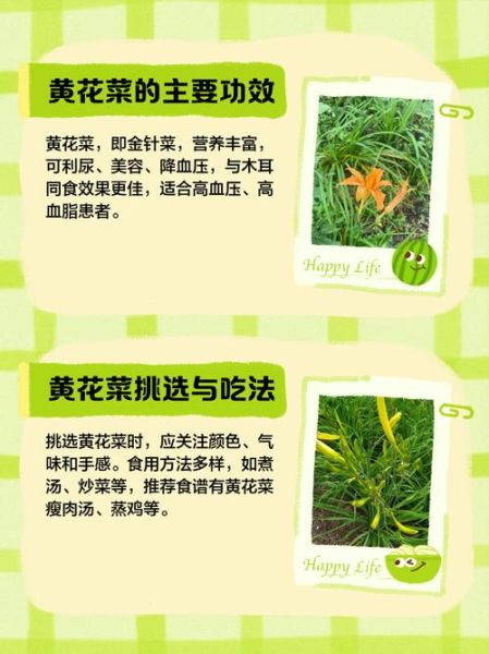 黄花菜的营养价值_黄花菜的功效与作用-第3张图片-山城妙识 黄花菜的营养价值_黄花菜的功效与作用-第3张图片-山城妙识