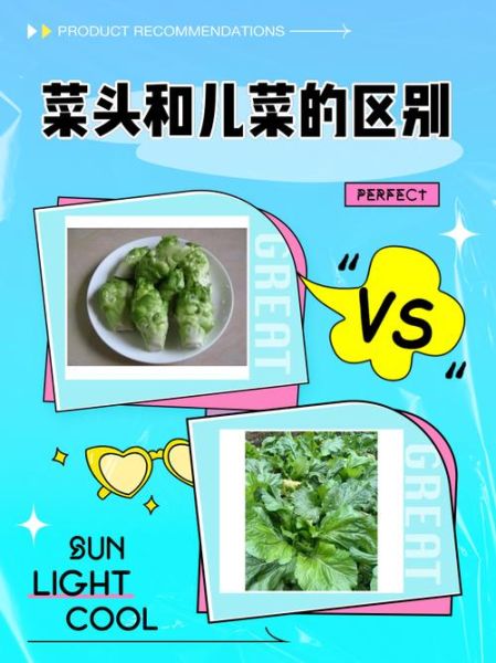 四川菜头又叫什么_菜头与儿菜是同一种吗-第1张图片-山城妙识 四川菜头又叫什么_菜头与儿菜是同一种吗-第1张图片-山城妙识