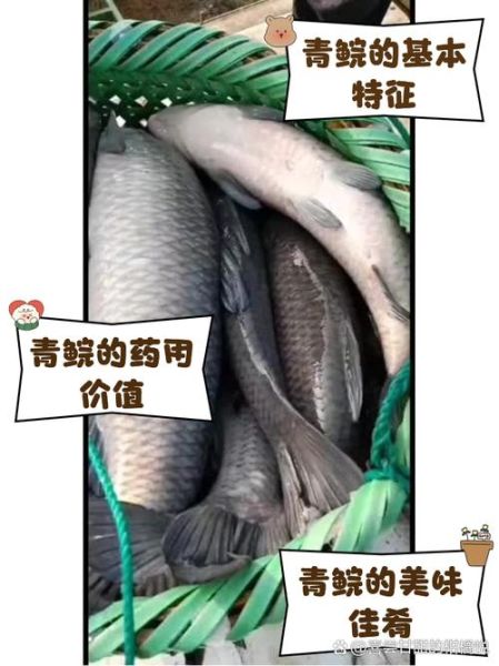 青鱼俗名叫什么_青鱼为什么叫黑鲩-第3张图片-山城妙识 青鱼俗名叫什么_青鱼为什么叫黑鲩-第3张图片-山城妙识