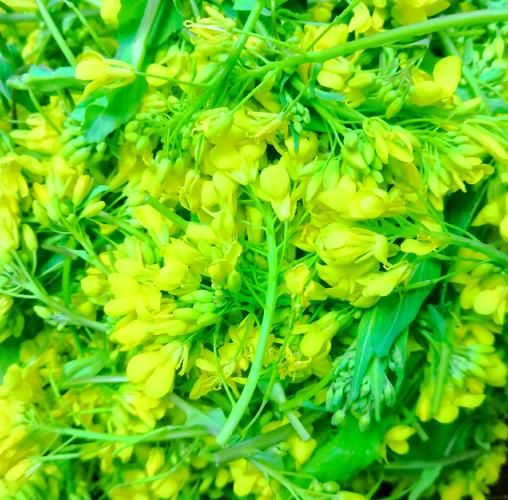 清炒油菜花怎么做_清炒油菜花要不要焯水-第3张图片-山城妙识