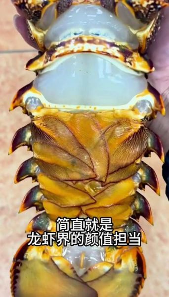 波龙和澳龙的区别_红龙青龙哪个更好吃-第2张图片-山城妙识