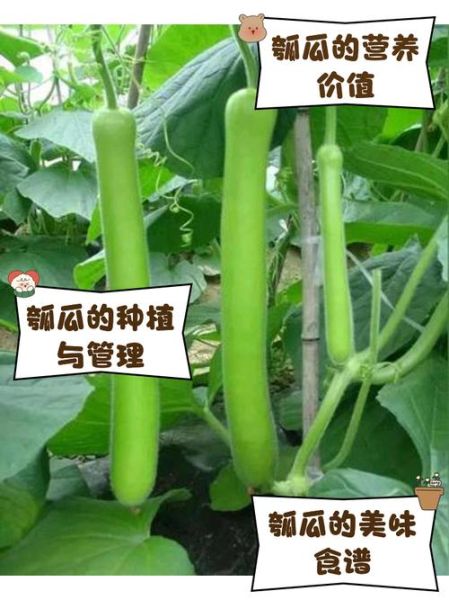 瓠瓜不能和什么一起吃_瓠瓜中毒怎么办-第2张图片-山城妙识 瓠瓜不能和什么一起吃_瓠瓜中毒怎么办-第2张图片-山城妙识