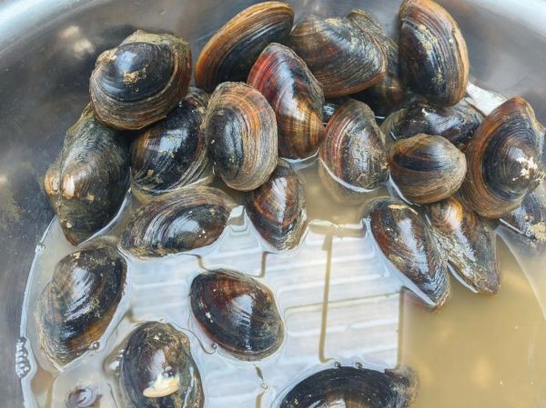 大河蚌怎么清洗_大河蚌做法视频教程-第2张图片-山城妙识