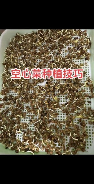 菜心怎么种_菜心种植技术-第1张图片-山城妙识