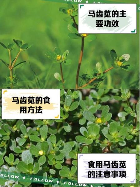 马齿苋图片功效与作用_马齿苋禁忌有哪些-第3张图片-山城妙识 马齿苋图片功效与作用_马齿苋禁忌有哪些-第3张图片-山城妙识