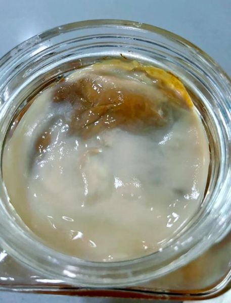 红茶菌的危害有哪些_红茶菌的副作用是什么-第3张图片-山城妙识