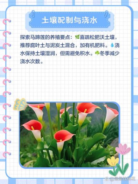 马蹄莲盆栽怎么养_马蹄莲养殖注意事项-第1张图片-山城妙识