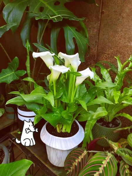 马蹄莲盆栽怎么养_马蹄莲养殖注意事项-第2张图片-山城妙识