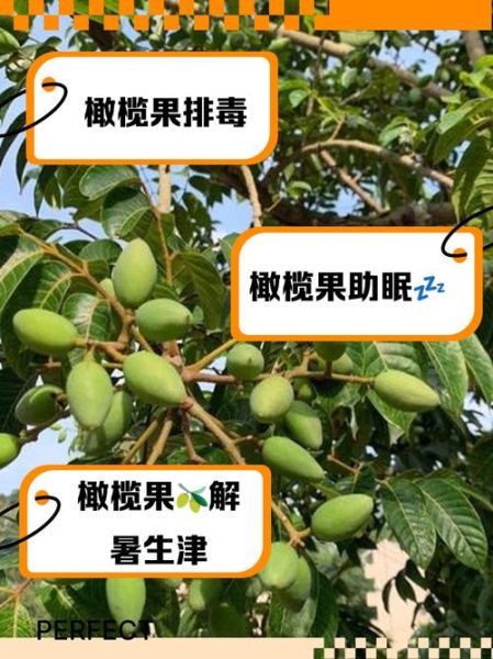 橄榄果的功效与作用及食用方法_怎么吃最健康-第1张图片-山城妙识