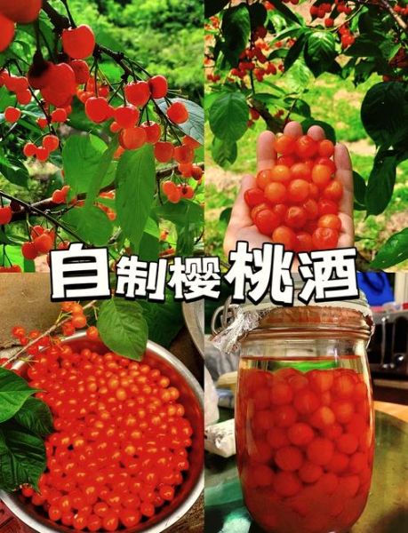 自制樱桃酒不用酒怎么做_无酒精樱桃酒配方-第3张图片-山城妙识 自制樱桃酒不用酒怎么做_无酒精樱桃酒配方-第3张图片-山城妙识
