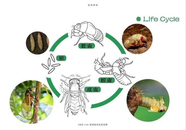 蝉的一生寓意是什么_蝉的象征意义有哪些-第2张图片-山城妙识 蝉的一生寓意是什么_蝉的象征意义有哪些-第2张图片-山城妙识