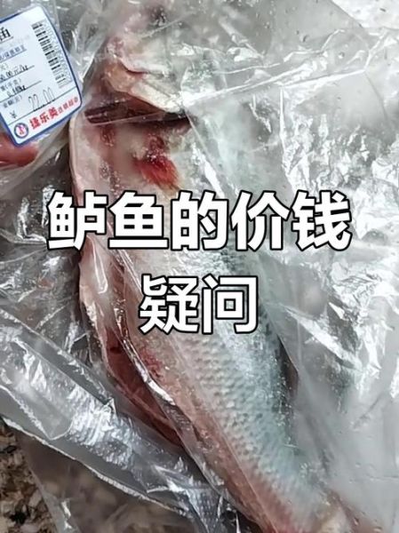 今日鲈鱼价格多少钱一斤_鲈鱼最新行情-第2张图片-山城妙识 今日鲈鱼价格多少钱一斤_鲈鱼最新行情-第2张图片-山城妙识