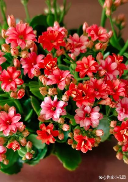 长寿花致癌是真的吗_长寿花有毒吗-第2张图片-山城妙识 长寿花致癌是真的吗_长寿花有毒吗-第2张图片-山城妙识