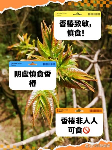哪些人不宜吃香椿_香椿禁忌人群有哪些-第1张图片-山城妙识