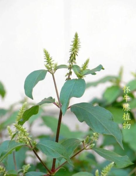 川牛膝和怀牛膝的区别_哪个更好-第1张图片-山城妙识 川牛膝和怀牛膝的区别_哪个更好-第1张图片-山城妙识