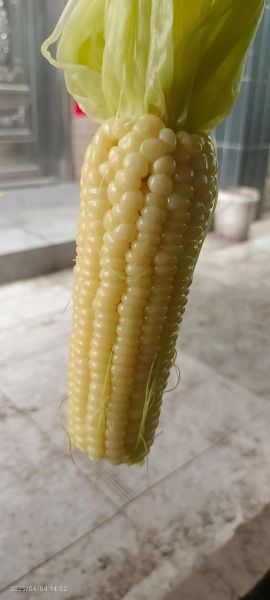 玉米粒要煮多久才熟透_冷冻玉米粒煮多久能熟-第3张图片-山城妙识 玉米粒要煮多久才熟透_冷冻玉米粒煮多久能熟-第3张图片-山城妙识