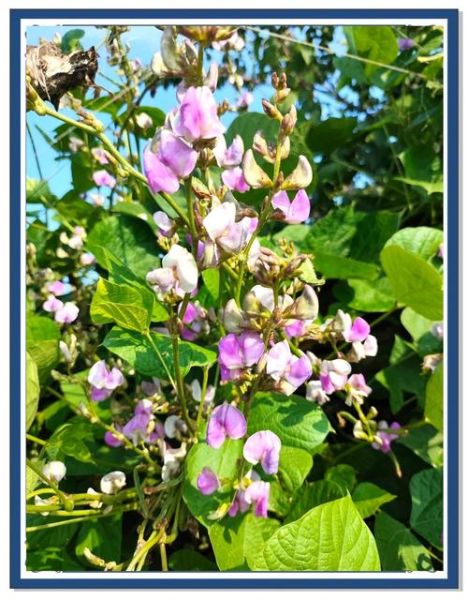 眉豆图片长什么样_眉豆的功效与作用有哪些-第3张图片-山城妙识 眉豆图片长什么样_眉豆的功效与作用有哪些-第3张图片-山城妙识