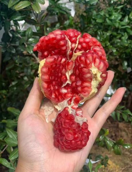 突尼斯软籽石榴好吃吗_突尼斯软籽石榴怎么挑-第1张图片-山城妙识 突尼斯软籽石榴好吃吗_突尼斯软籽石榴怎么挑-第1张图片-山城妙识